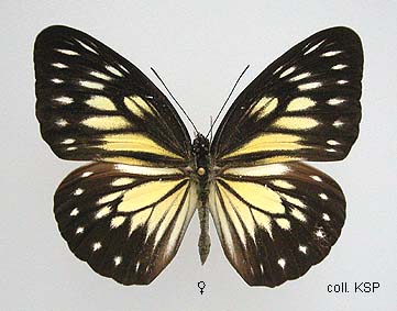 Papua Insects Foundation (Lepidoptera/Pieridae/Pierinae(Pareronia jobaea)